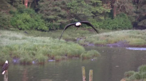 Eagle Flying Towards Camera Stock Video Footage | Royalty Free Eagle ...
