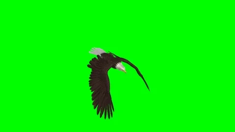 American Bald Eagle - Flying Loop - Top ... | Stock Video | Pond5