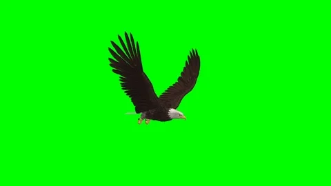 American Bald Eagle - Flying Loop - Side... | Stock Video | Pond5