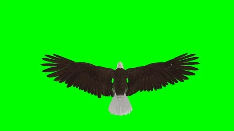 American Bald Eagle - Flying Loop - Top ... | Stock Video | Pond5