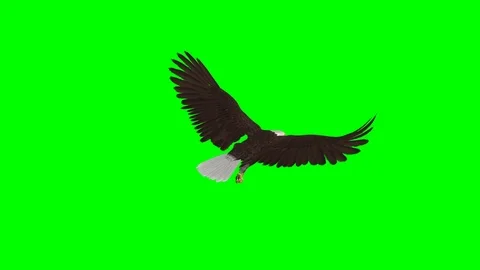 American Bald Eagle - Flying Loop - Top ... | Stock Video | Pond5