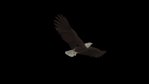 American Bald Eagle - Flying Loop - Down... | Stock Video | Pond5
