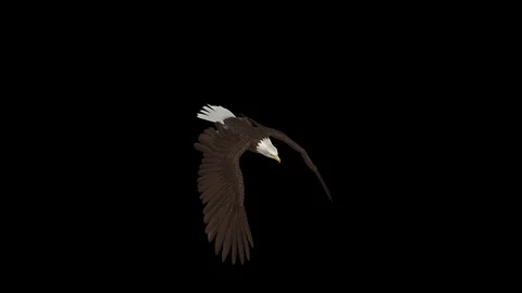 American Bald Eagle - Flying Loop - Top ... | Stock Video | Pond5