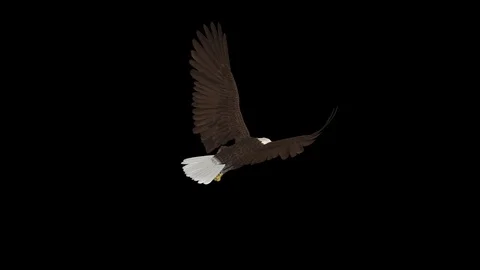 American Bald Eagle - Flying Loop - Top ... | Stock Video | Pond5