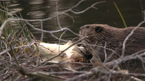 Beaver Log Stock Footage ~ Royalty Free Stock Videos | Pond5