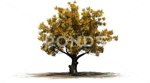 American Beech tree isolated on white background: Royalty Free #150256686
