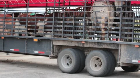 Trailer For Beef Stock Videos – Royalty-Free HD & 4K Videos | Pond5