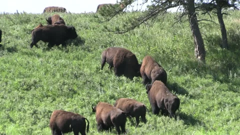 Bison Fighting Stock Footage ~ Royalty Free Stock Videos | Pond5
