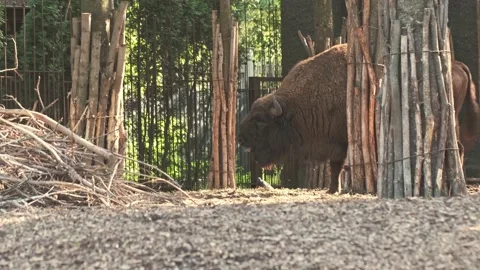 American Bison, Buffalo feeding on a pas... | Stock Video | Pond5