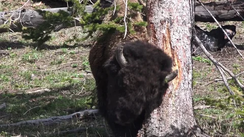 AMERICAN BISON, BUFFALO scratching post ... | Stock Video | Pond5
