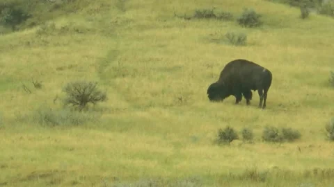 American Bison (buffalo) stands in the r... | Stock Video | Pond5