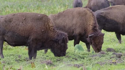 American Bison grazing in Florida's Payn... | Stock Video | Pond5