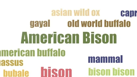 American Bison Word Cloud Animated On Wh... | Stock Video | Pond5
