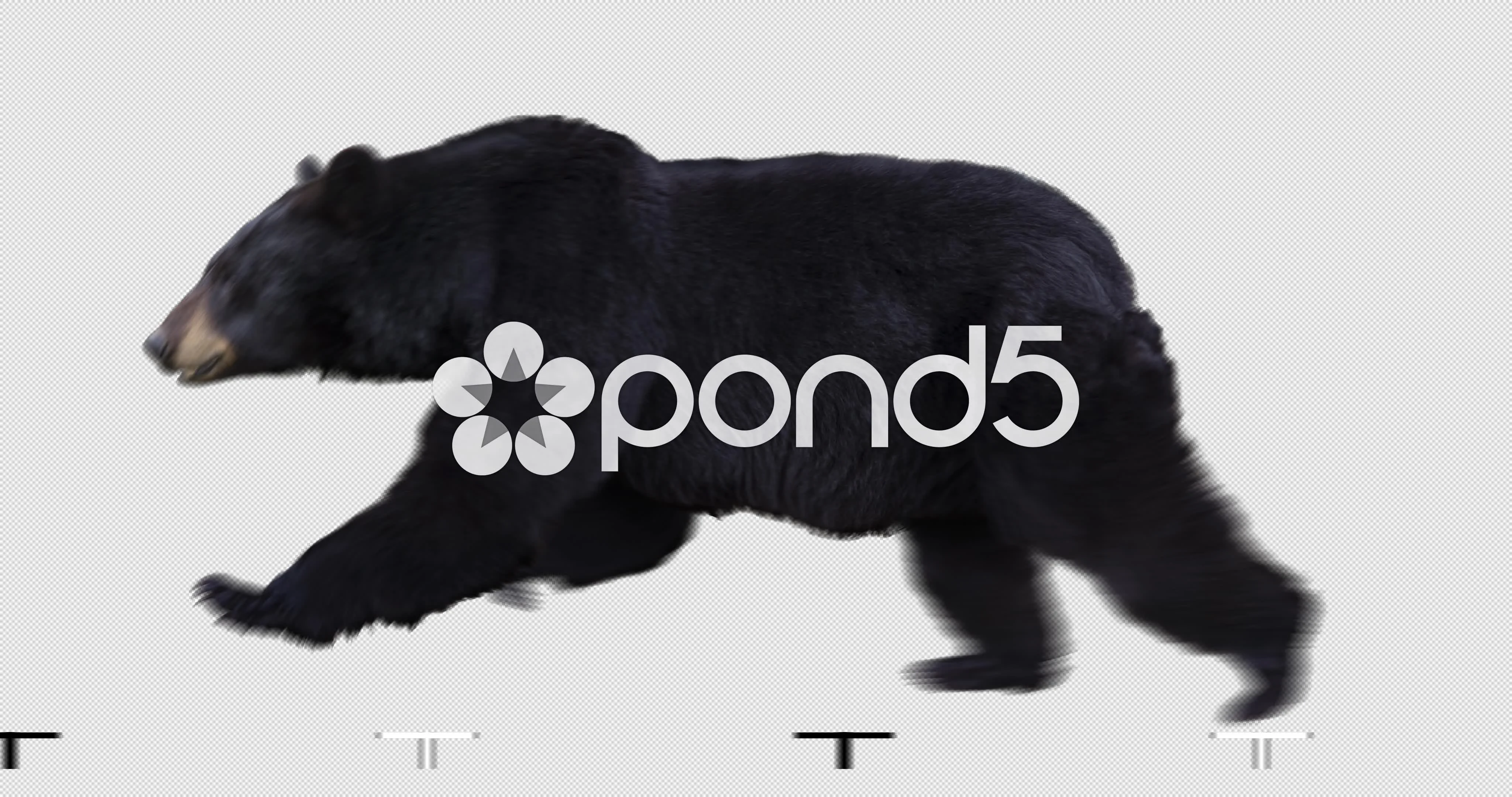 Bear White Background