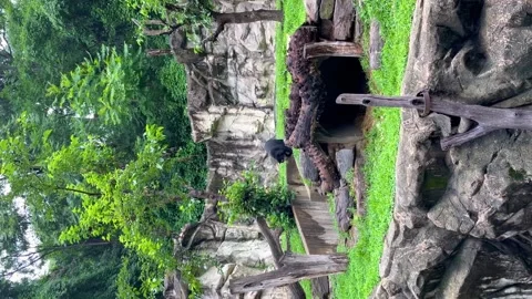 American black bear in the zoo. Vertical... | Stock Video | Pond5
