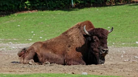 American buffalo known as bison, Bos bis... | Stock Video | Pond5