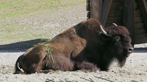 American buffalo known as bison, Bos bis... | Stock Video | Pond5