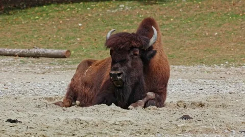 American buffalo known as bison, Bos bis... | Stock Video | Pond5