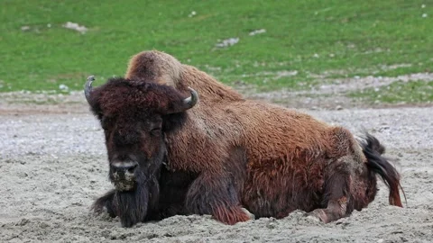 American buffalo known as bison, Bos bis... | Stock Video | Pond5