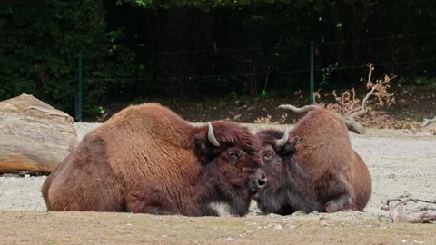 American buffalo known as bison, Bos bis... | Stock Video | Pond5