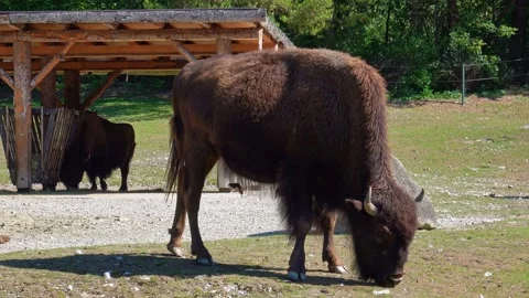 American buffalo known as bison, Bos bis... | Stock Video | Pond5