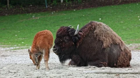 American buffalo known as bison, Bos bis... | Stock Video | Pond5