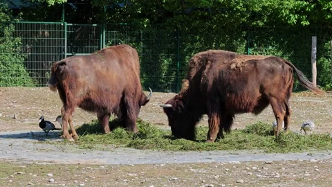 American buffalo known as bison, Bos bis... | Stock Video | Pond5