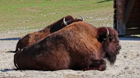 American buffalo known as bison, Bos bis... | Stock Video | Pond5