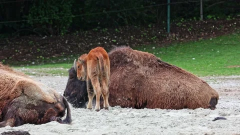 American buffalo known as bison, Bos bis... | Stock Video | Pond5