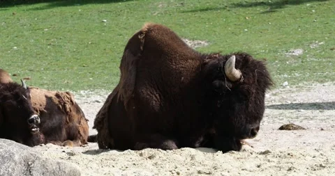 American buffalo known as bison, Bos bis... | Stock Video | Pond5