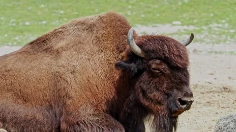 American buffalo known as bison, Bos bis... | Stock Video | Pond5