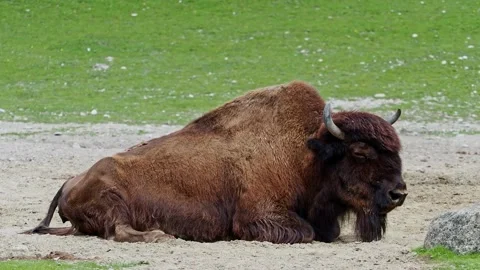 American buffalo known as bison, Bos bis... | Stock Video | Pond5