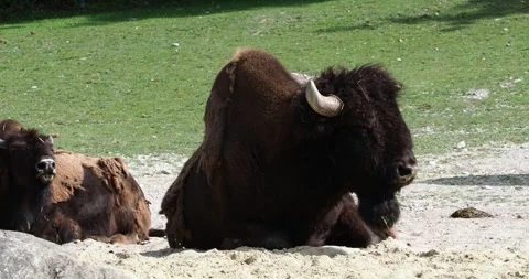 American buffalo known as bison, Bos bis... | Stock Video | Pond5