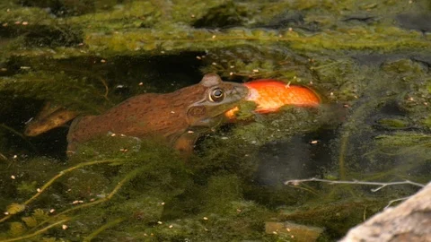 American Bullfrog eating a goldfish | Stock Video | Pond5