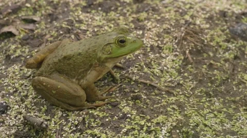 American Bullfrog Frog Jumping Leaping o... | Stock Video | Pond5