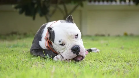 Are Bones Safe For American Bully Puppies