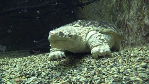 Common Snapping Turtle Underwater
