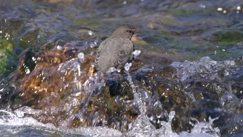 Underwater Bird Stock Video Footage | Royalty Free Underwater Bird ...