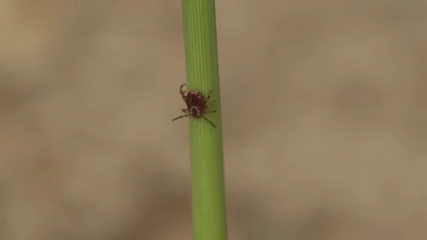 American Dog Tick Woodtick Crawling Down... | Stock Video | Pond5