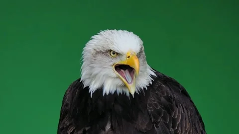 American eagle screaming on green screen... | Stock Video | Pond5