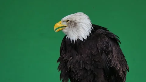 American eagle screaming on green screen... | Stock Video | Pond5