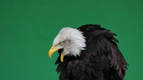 American eagle screaming on green screen... | Stock Video | Pond5