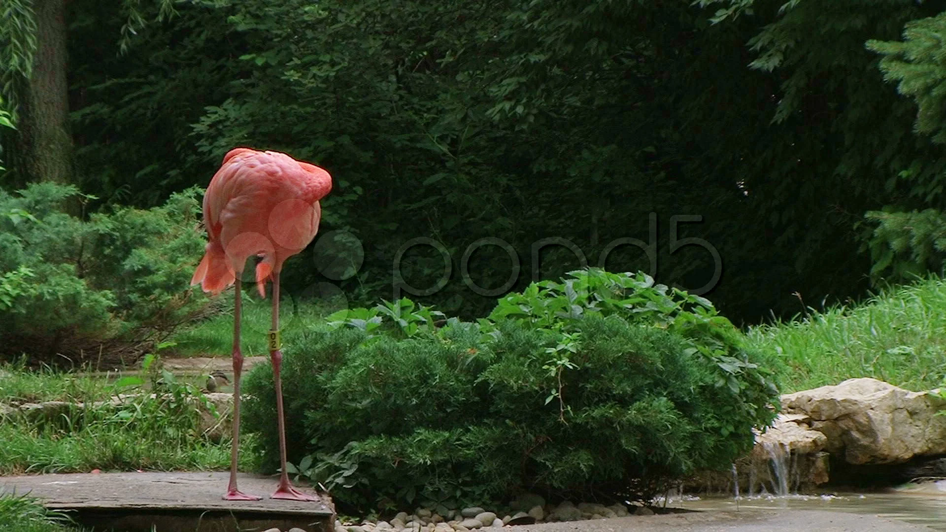 Flamingo Mating Ritual Desktop