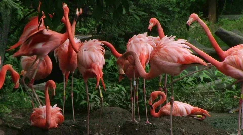 American Flamingo Mating Ritual 02 | Stock Video | Pond5