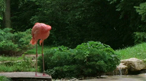 American Flamingo Mating Ritual | Stock Video | Pond5