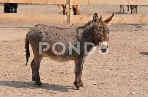 American miniature Donkey,amerikanischer Mini Esel amerikanische ...