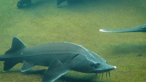 American paddlefish (Polyodon spathula) ... | Stock Video | Pond5