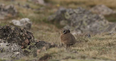 Pika Pika Stock Videos – Royalty-Free HD & 4K Videos | Pond5