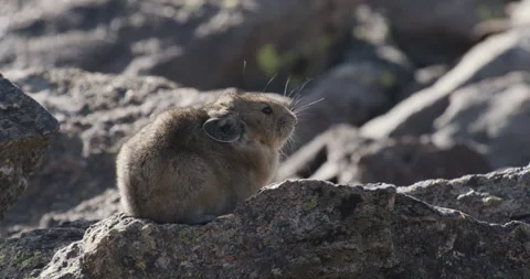 Pika Pika Stock Videos – Royalty-Free HD & 4K Videos | Pond5