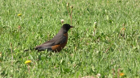 American Red-breasted Robin Catching Wor... | Stock Video | Pond5